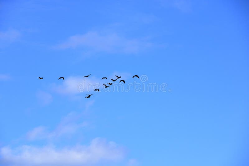 Flock of Birds Flying in V-formation Stock Image - Image of feather ...