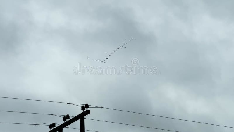 Flock of Birds is Flying in a V Formation and Changing Direction in the ...