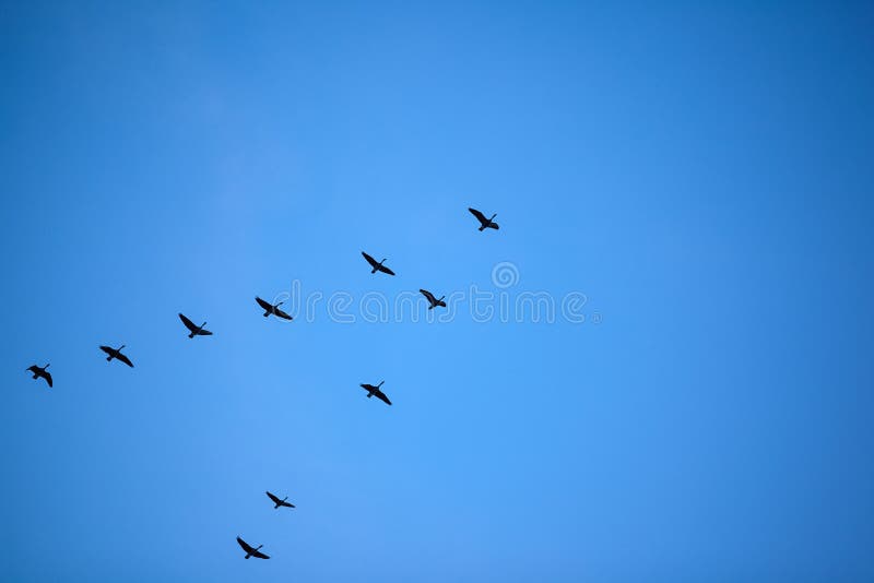 Flock of Birds Flying in V Formation Stock Image - Image of flying ...