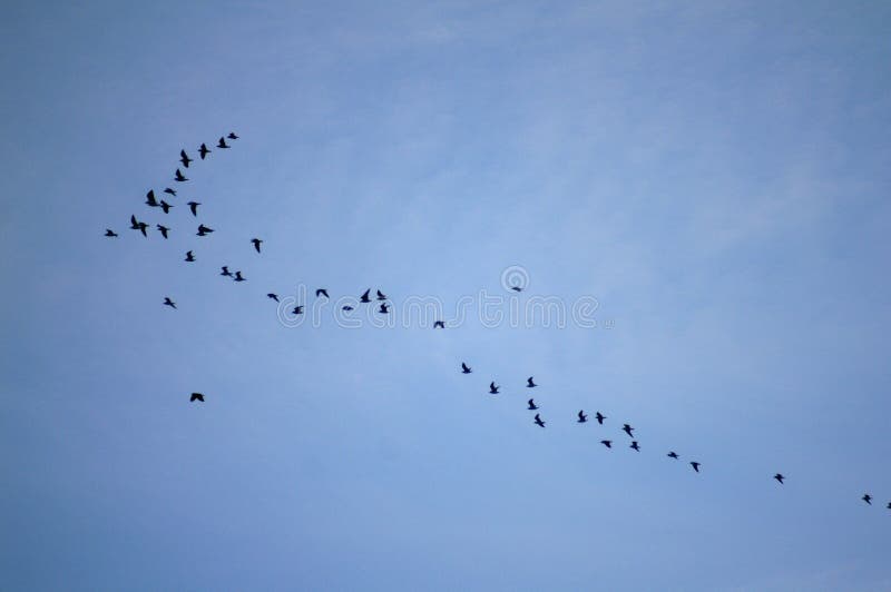 Flock of Birds Flying in V Formation Stock Image - Image of beautiful ...