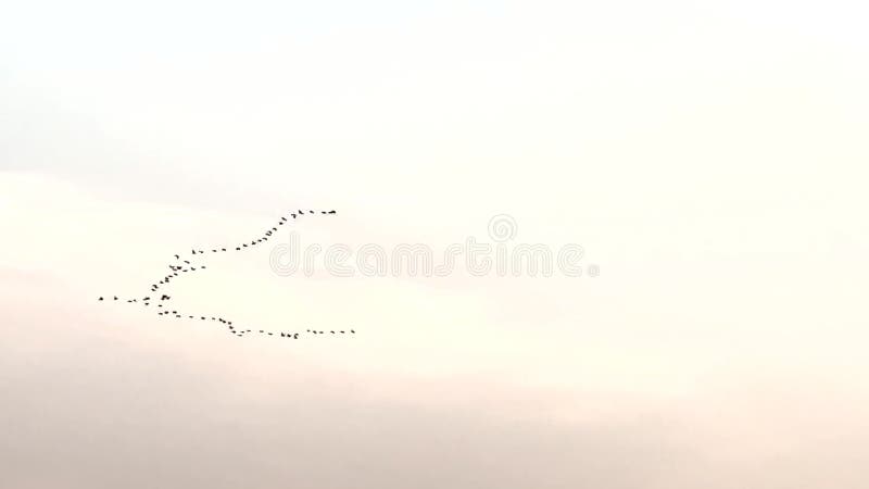 Flock of Birds Flying in V Shape Formation Stock Footage - Video of ...