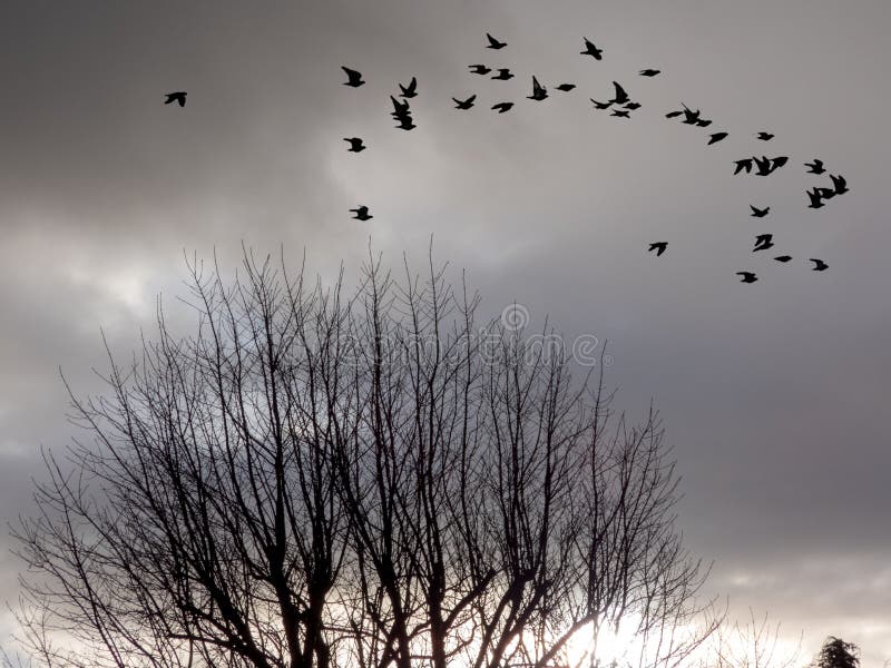 Flock of Birds Form Clusters of Organized Groups, Called Flight Flocks ...