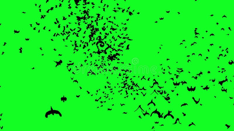 Flock of Birds on Green Screen Stock Video - Video of bird, flock ...