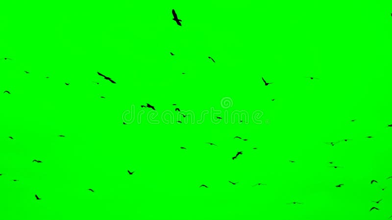 Flock of Birds on Green Screen. Flock of Crows Flying in an Imperfect ...
