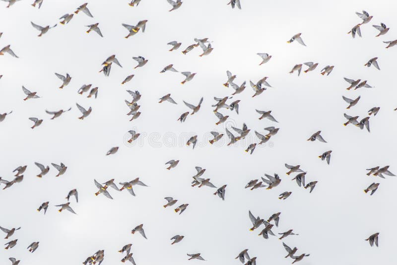 Flock of Birds stock photo. Image of grey, birds, crowded - 60217712
