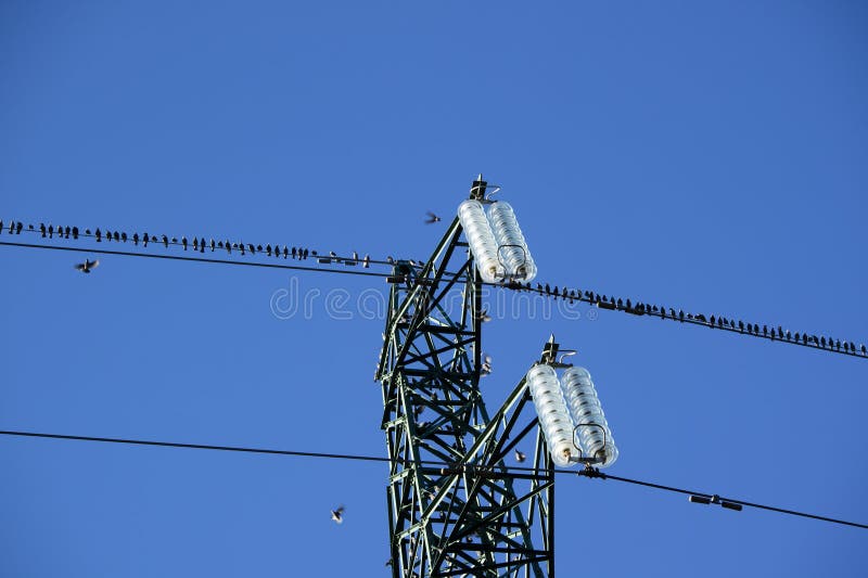Flock of Birds on High Voltage Pylon in Blue Sky Stock Image - Image of ...
