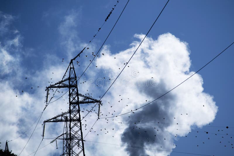Flock of Birds on High Voltage Pylon in Blue Sky Stock Photo - Image of ...