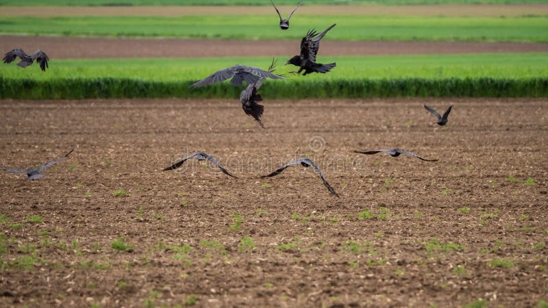 Flock of Birds Hovering Over an Agricultural Land Under the Bright ...