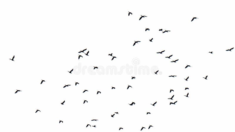 Flock of birds. stock image. Image of birds, line, bird - 49705019