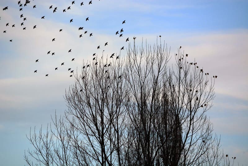 326 Tree Flying Away Birds Stock Photos - Free & Royalty-Free Stock ...