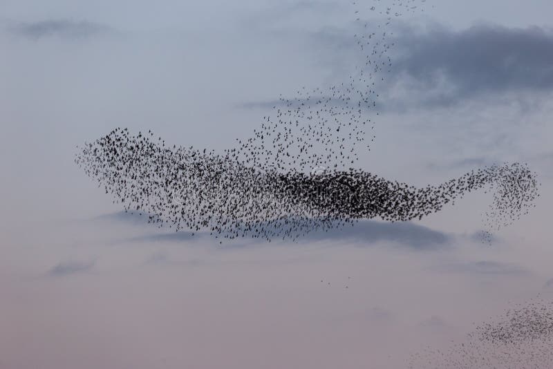 Flock of Birds Making a Beautiful Shape in the Sky Stock Image - Image ...