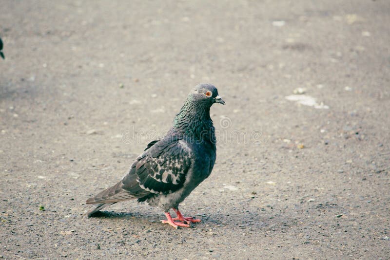Flock of birds stock photo. Image of dove, seagull, animals - 222851910