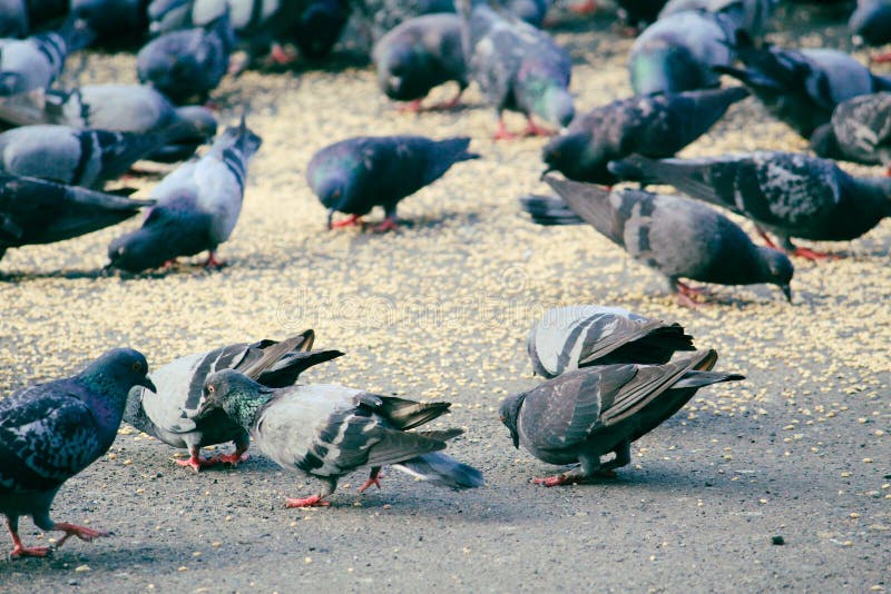Flock of birds stock photo. Image of animals, sand, duck - 222852790