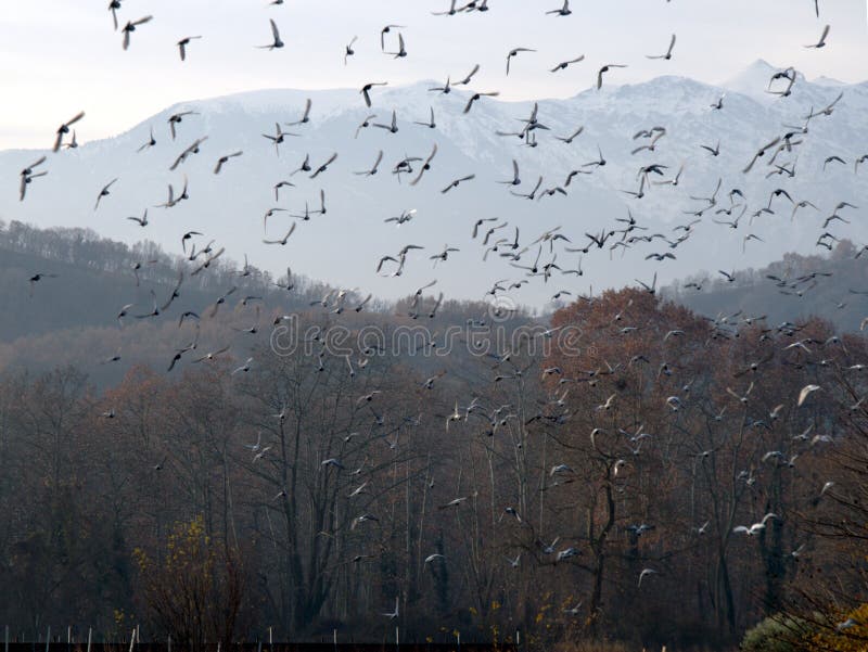 Flock of Birds Over Morning Sky Stock Image - Image of mountains ...