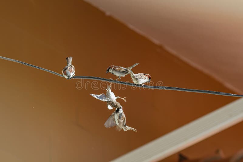 Flock of Birds Perches on Top Electricity Wire Stock Image - Image of ...