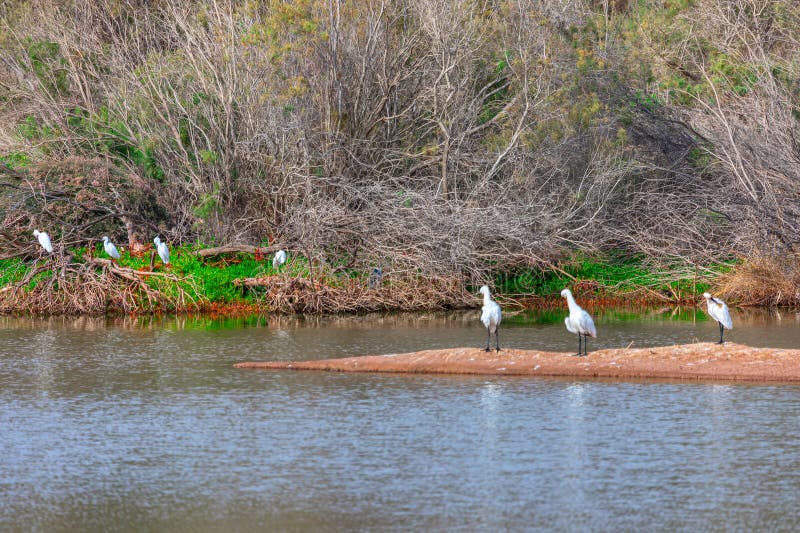 Flock of Birds Perched on Lake Shore Stock Photo - Image of marsh ...