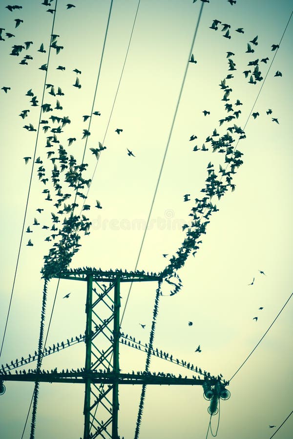 Birds on electric tower stock image. Image of bird, cables - 3140503