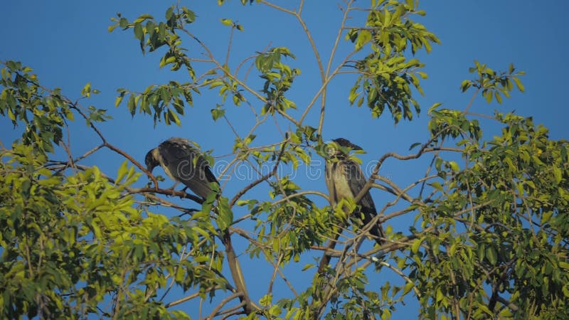 Flock of Birds Ravens in the Summer Sits on a Tree. a Flock of Crows. a ...