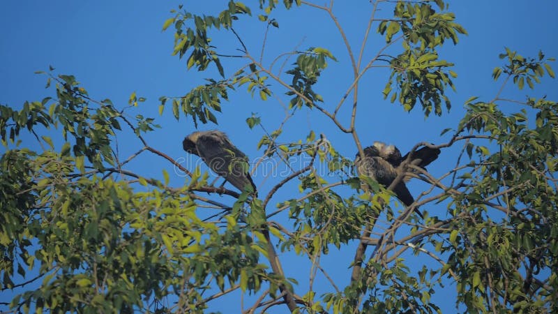 Flock of Birds Ravens in the Summer Sits on a Tree. a Flock of Crows. a ...