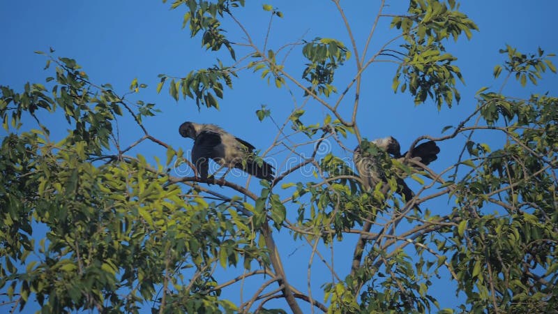 Flock of Birds Ravens in the Summer Sits on a Tree. a Flock of Crows. a ...