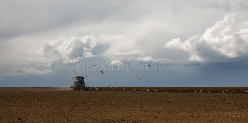 Flock of Birds in Rice Fields and a Tractor Cultivating Rice Field ...
