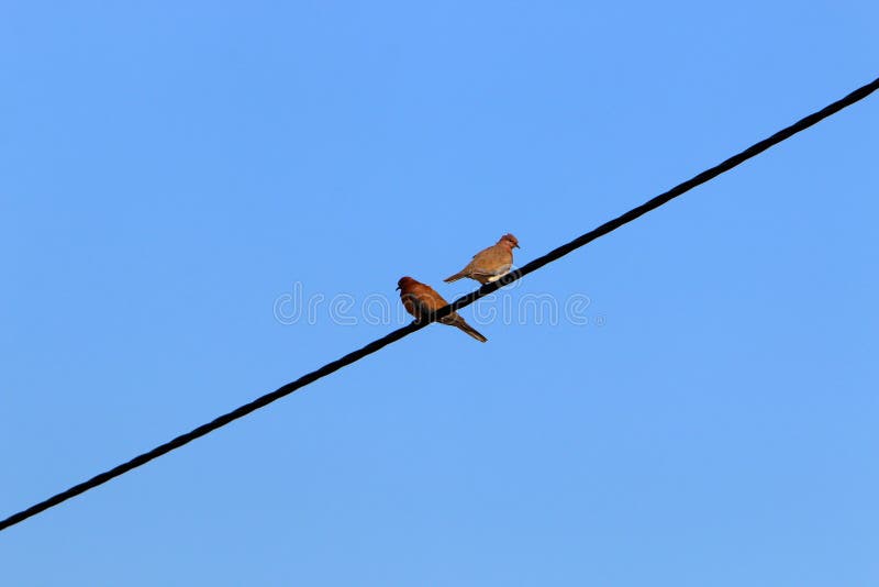 Birds Sit on Electric Wires Stock Image - Image of nature, current ...