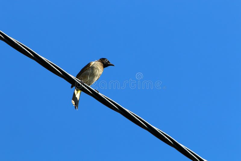 Birds Sit on Electric Wires Stock Photo - Image of wind, flows: 166396570