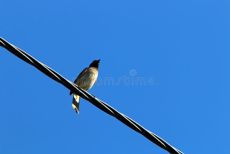 Birds Sit on Electric Wires Stock Photo - Image of support, bird: 166397104