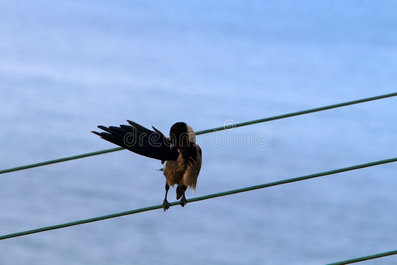 Birds Sit on Electric Wires Stock Photo - Image of morning, clouds ...