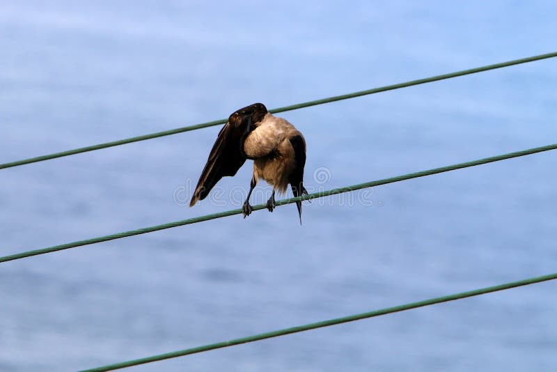 Birds Sit on Electric Wires Stock Photo - Image of wind, current: 166397244