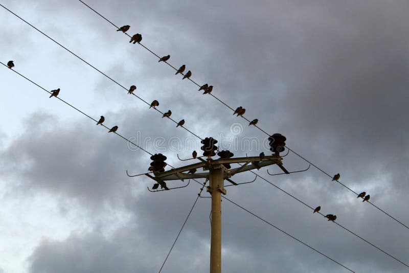 Birds Sit on Electric Wires Stock Photo - Image of dawn, electrical ...