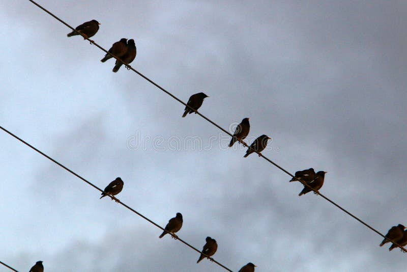 Birds Sit on Electric Wires Stock Image - Image of wind, birds: 166397745