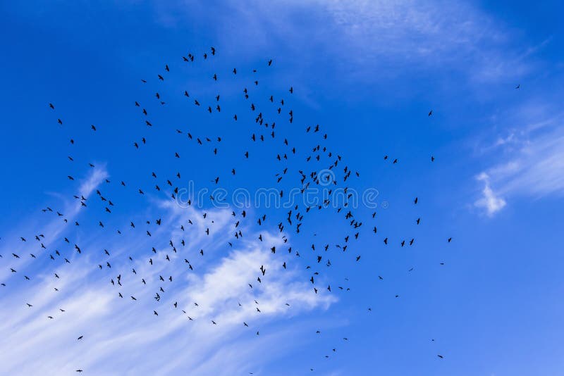 Flock of Birds in the Sky, Clouds, a Sunny Day Stock Image - Image of ...