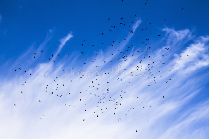 Flock of Birds in the Sky, Clouds, a Sunny Day Stock Photo - Image of ...
