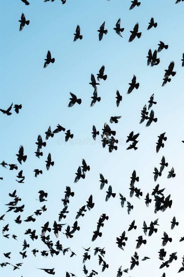A Flock of Birds Soaring through the Sky. Suitable for Nature and ...