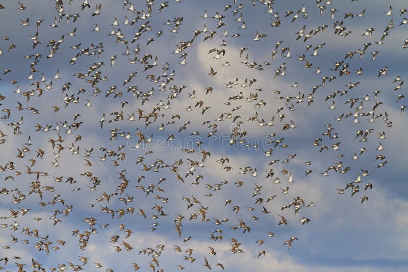 Flock of Birds in a Spring Sky Stock Image - Image of outdoors, dunlin ...