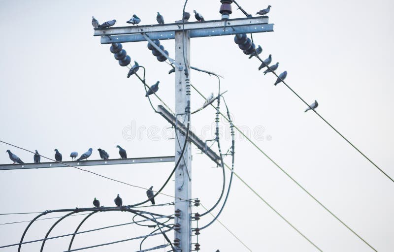 Flock of Birds on the Structure and High Voltage Electrical Line Stock ...