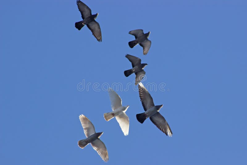 4,146 Doves Sky Stock Photos - Free & Royalty-Free Stock Photos from ...