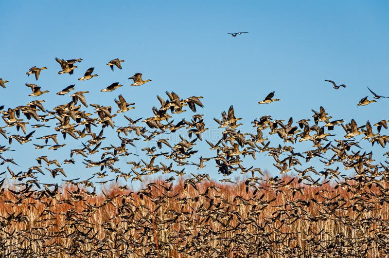 A Flock of Birds in Synchronized Flight. Migrating Geese Take Off in ...