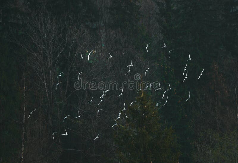 Flock of Birds in Tatra Mountains Stock Photo - Image of outdoor, high ...