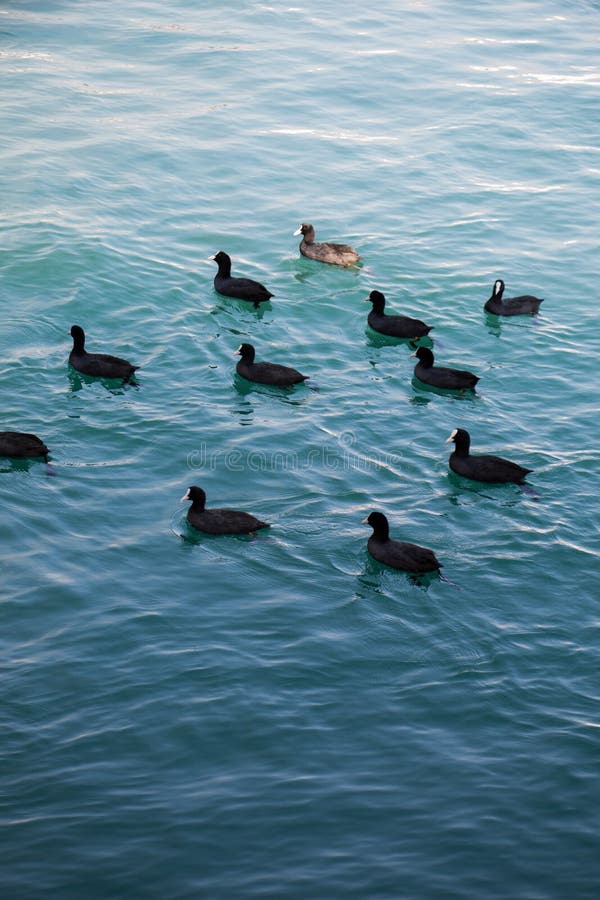 Flock of Birds on Water with Water Background Stock Image - Image of ...