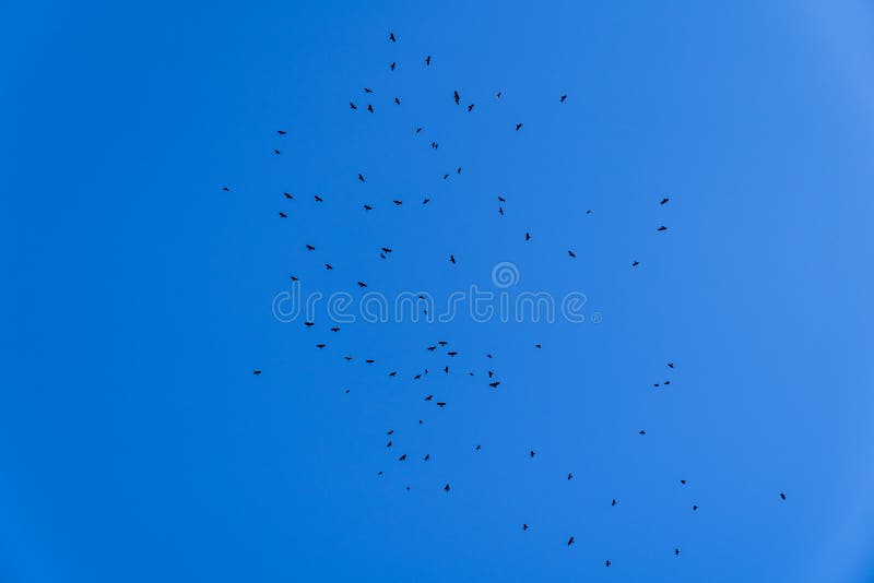 Flock of Black Birds Corvids Flying Stock Photo - Image of surface ...