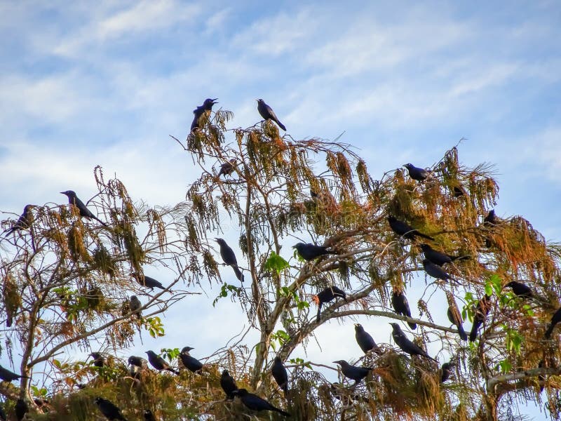 Flock of Black Birds in a Tree Stock Image - Image of resting ...