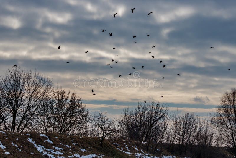 Flock of Black Crows Flies Against Sky with Dramatic Clouds in Winter ...