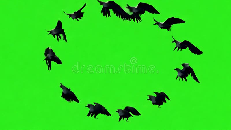 A Flock of Black Crows Flying in a Circle Against a Green Screen ...