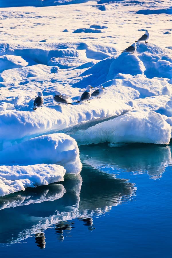 Flock with Black-legged Kittiwake on the Ice Stock Image - Image of ...