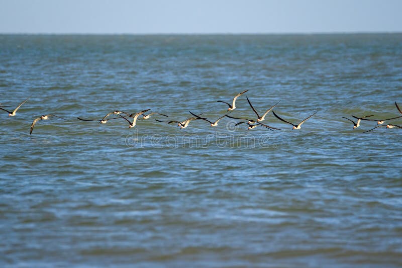 Flock of Black Skimmers Flying Over the Ocean Stock Photo - Image of ...