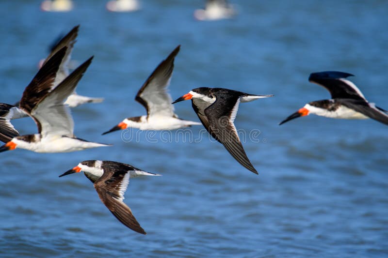 Flock of Black Skimmers Flying Over the Ocean Stock Image - Image of ...