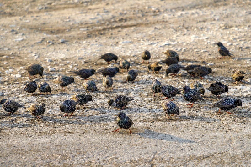 A Flock of Blackbirds Eating Seeds on the Ground Stock Image - Image of ...