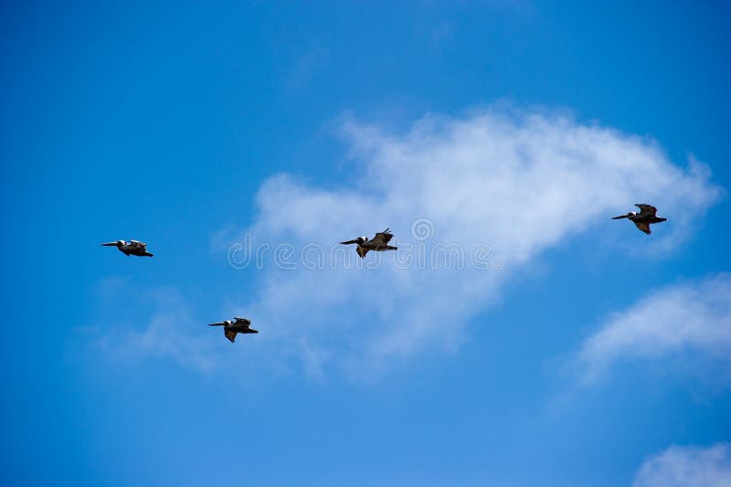 Flock of Brown Pelicans (pelecanus Occidentalis) Stock Photo - Image of ...